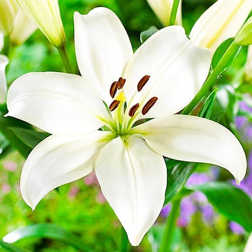Лілія Bright Diamond (Брайт Даймонд)🌷 - купити цибулини та бульби в ...