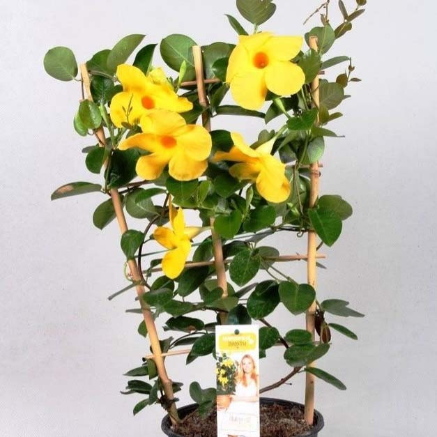 Мандевілла Diamantina Opale Citrine (Діамантіна Опал Сітрін)🌱 - купити ...