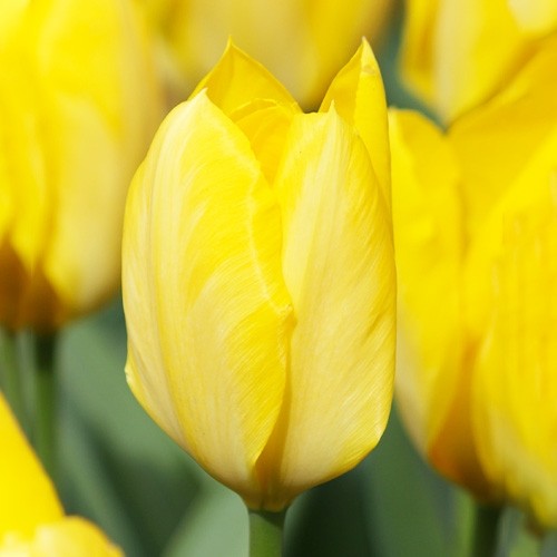 Тюльпан Yellow Purissima купити в Києві, Харкові, Дніпропетровську ...
