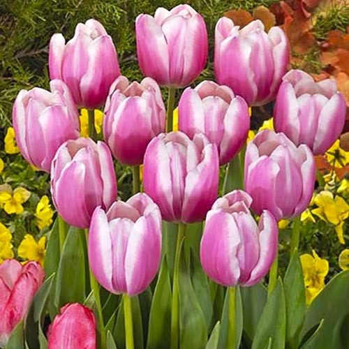 Тюльпан Jumbo Beauty - купить луковицы в Украине дешево | Florium.ua