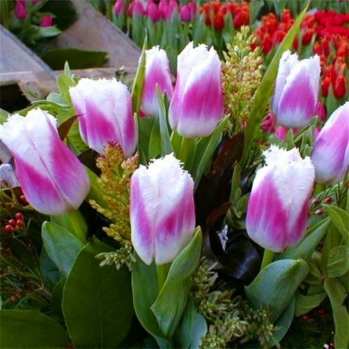 Тюльпан Siesta🌷 - купить луковицы и клубни в Украине недорого | FLORIUM.UA