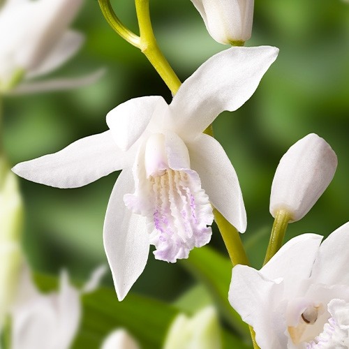Блетилла Striata Alba Variegated🌱 - купить корневища и саженцы в ...