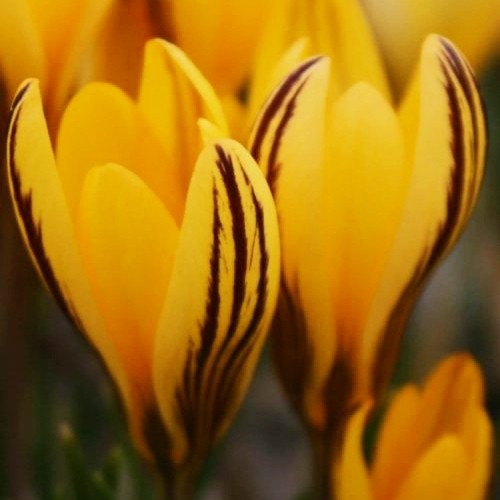 Крокус Early Gold (Эли Голд)🌷 - купить луковицы и клубни в Украине ...