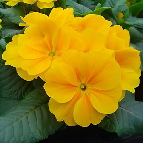 Примула Аккорд, оранжевая - купить семена примулы в Украине | FLORIUM.UA