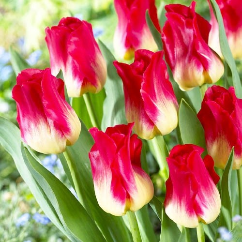 Тюльпан Match🌷 - купить луковицы и клубни в Украине недорого | FLORIUM.UA