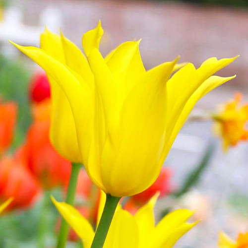 Тюльпан Flashback🌷 - купить луковицы и клубни в Украине недорого ...