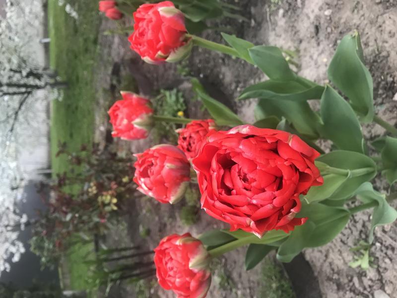 Тюльпан Bombastic Red купити в Києві, Харкові, Дніпропетровську, Одесі ...