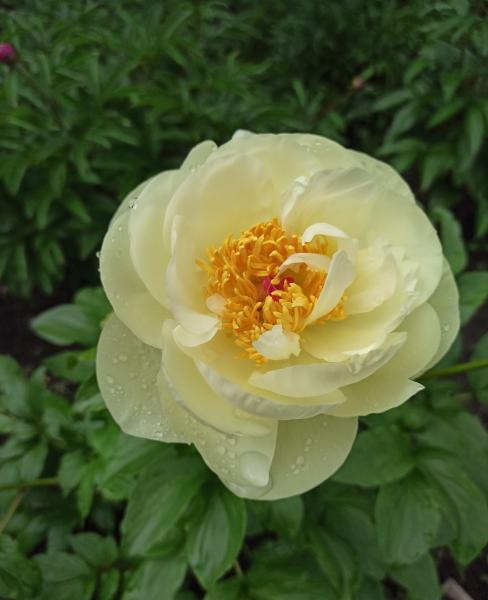 Пион Lemon Chiffon🌷 - купить корневища и саженцы в горшках в Украине ...